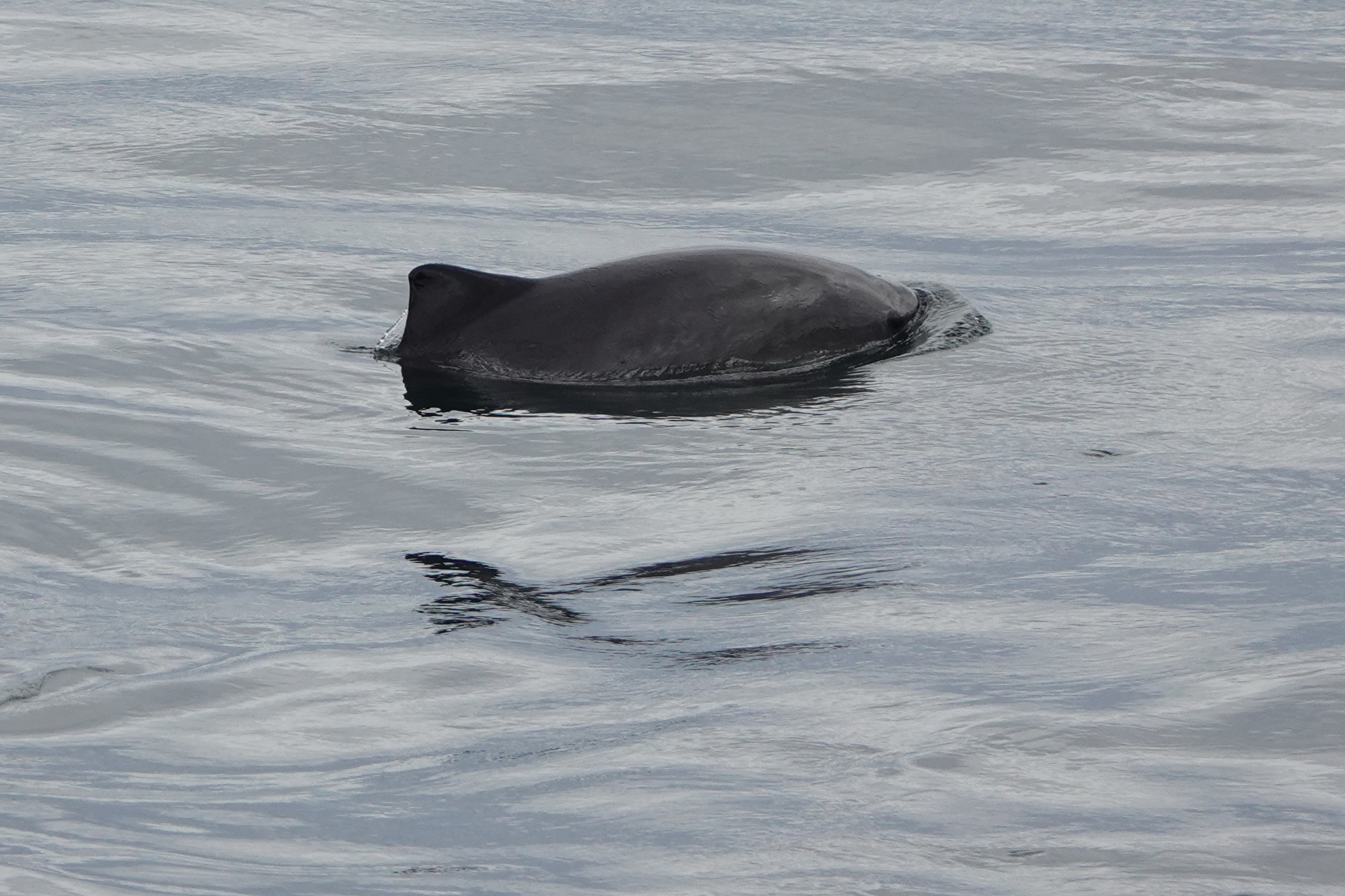 Not a Dolphin Podcast – Not a Dolphin